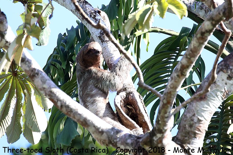 Brown-throated Sloth