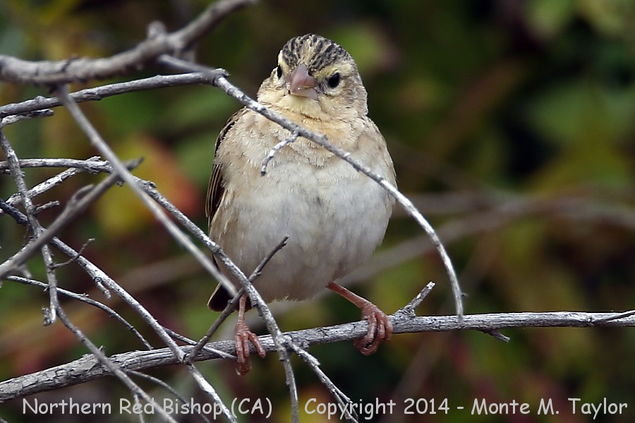 Northern Red Bishop