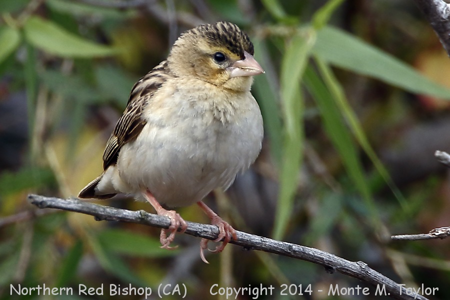 Northern Red Bishop