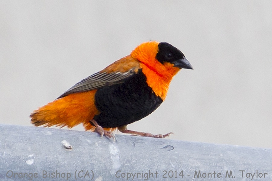 Northern Red Bishop