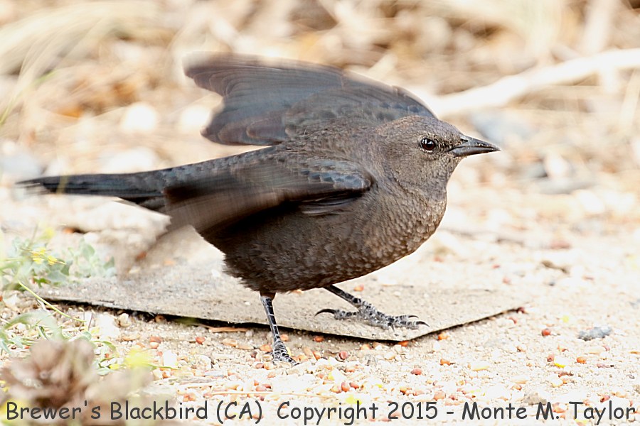 Brewer's Blackbird
