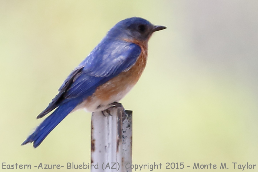 Eastern Bluebird