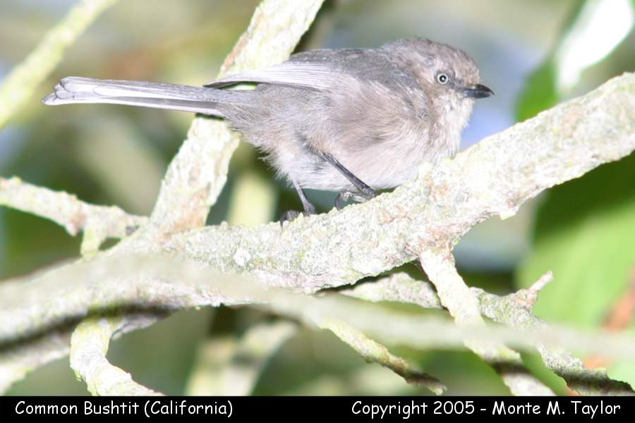 Bushtit