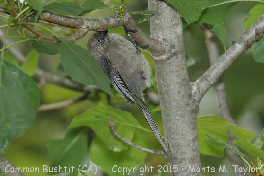 Bushtit