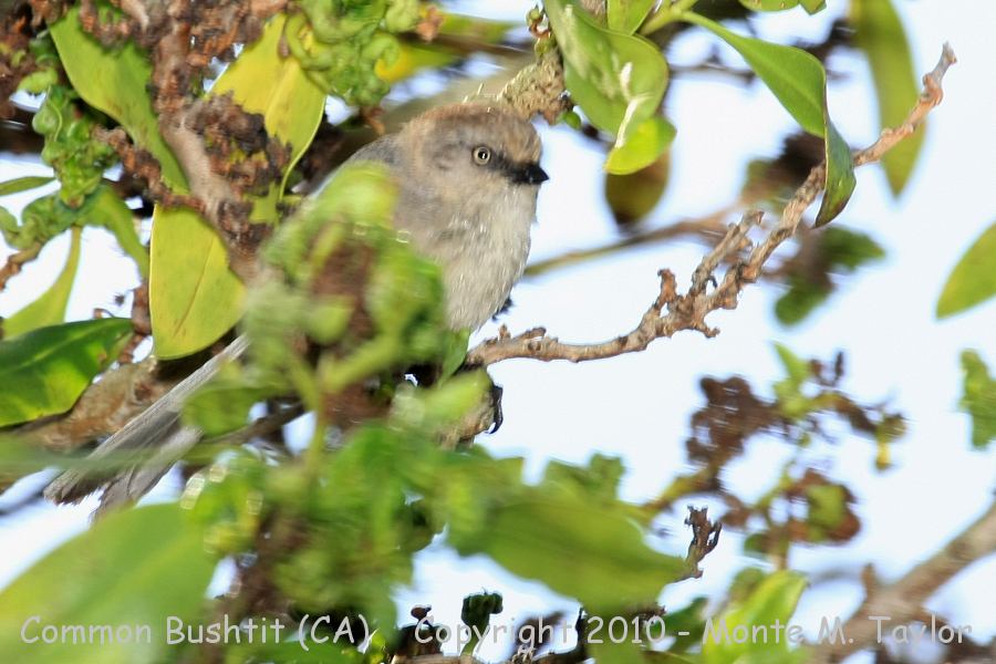 Bushtit