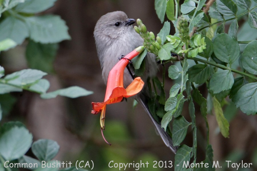 Bushtit