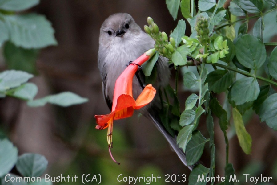 Bushtit