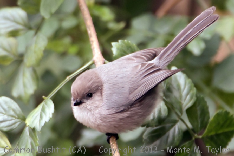 Bushtit