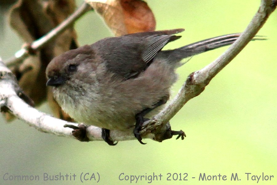 Bushtit