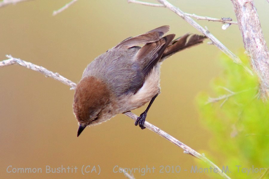 Bushtit