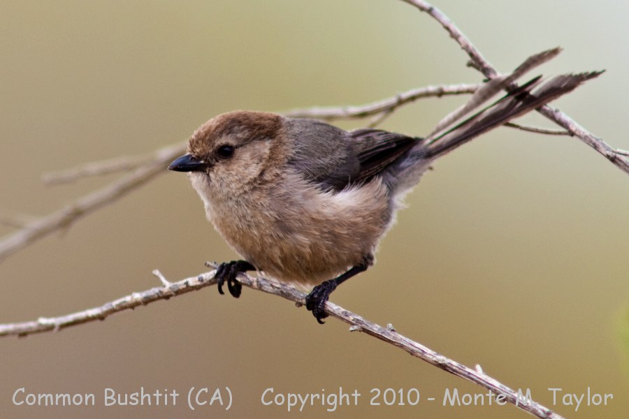 Bushtit