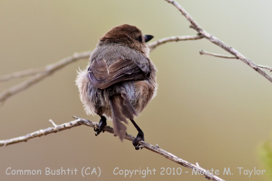 Bushtit