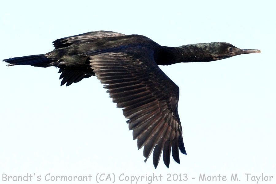 Brandt's Cormorant