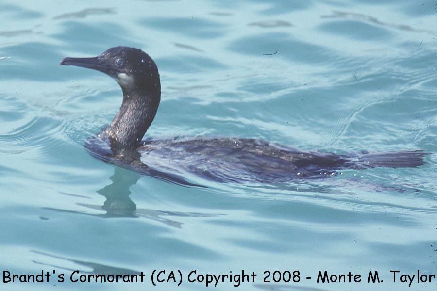 Brandt's Cormorant