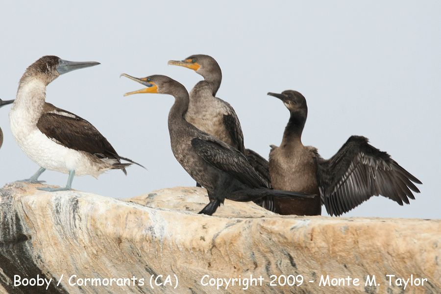 Brandt's Cormorant