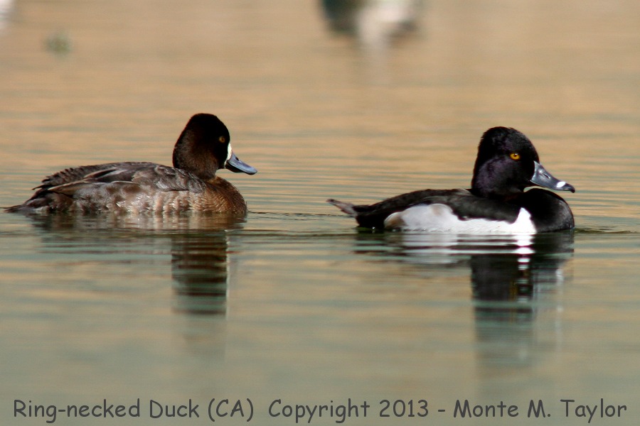 Ring-billed Duck
