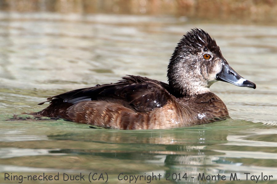 Ring-billed Duck