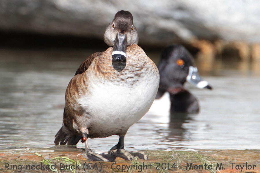 Ring-billed Duck