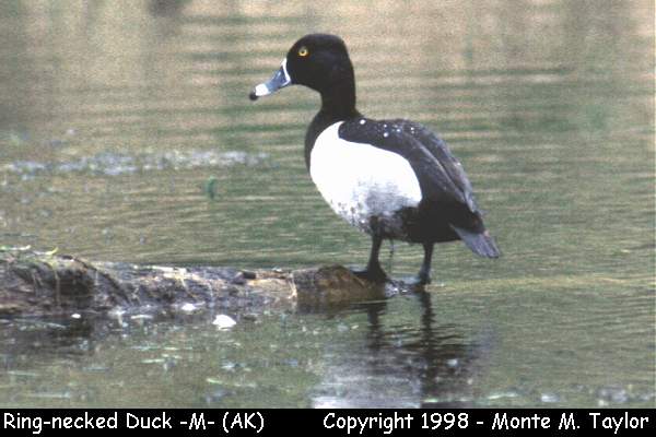 Ring-billed Duck