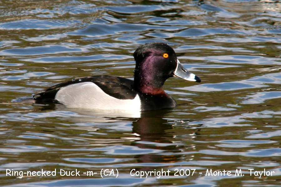 Ring-billed Duck