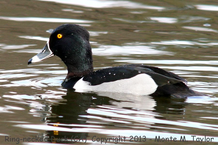 Ring-billed Duck