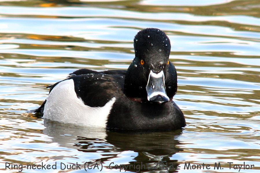 Ring-billed Duck