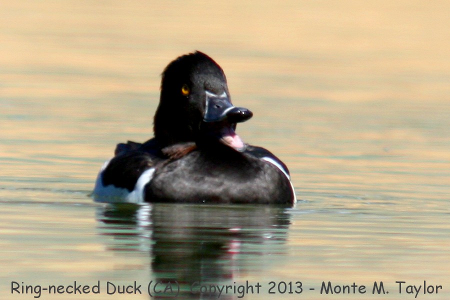 Ring-billed Duck