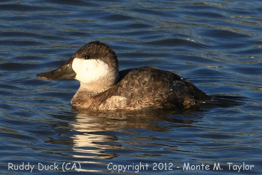 Ruddy Duck