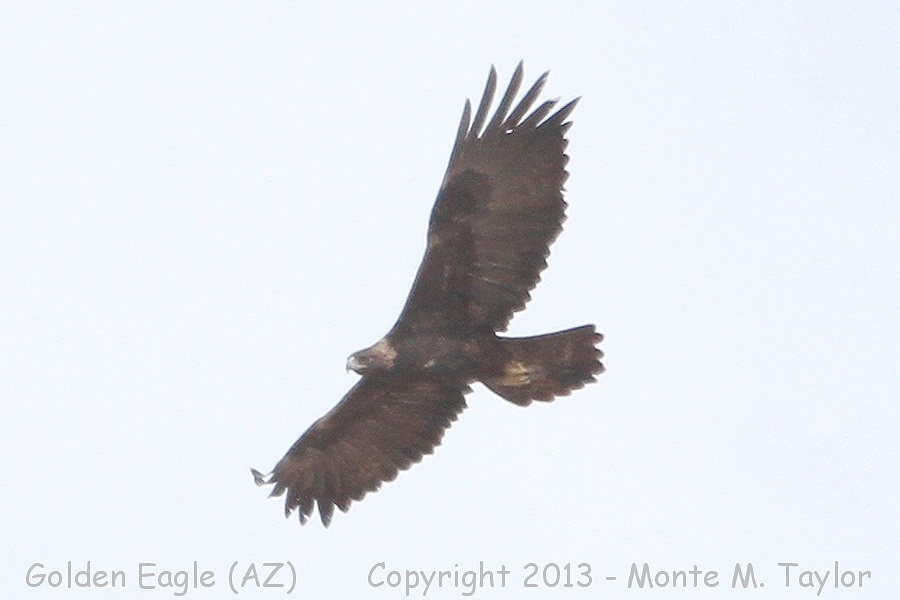 Golden Eagle