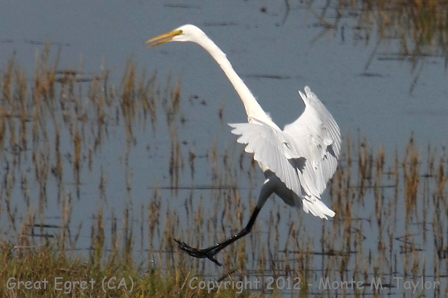 Great Egret