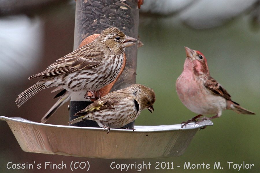 Cassin's Finch