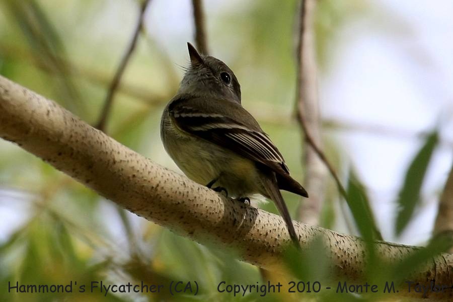 Hammond's Flycatcher