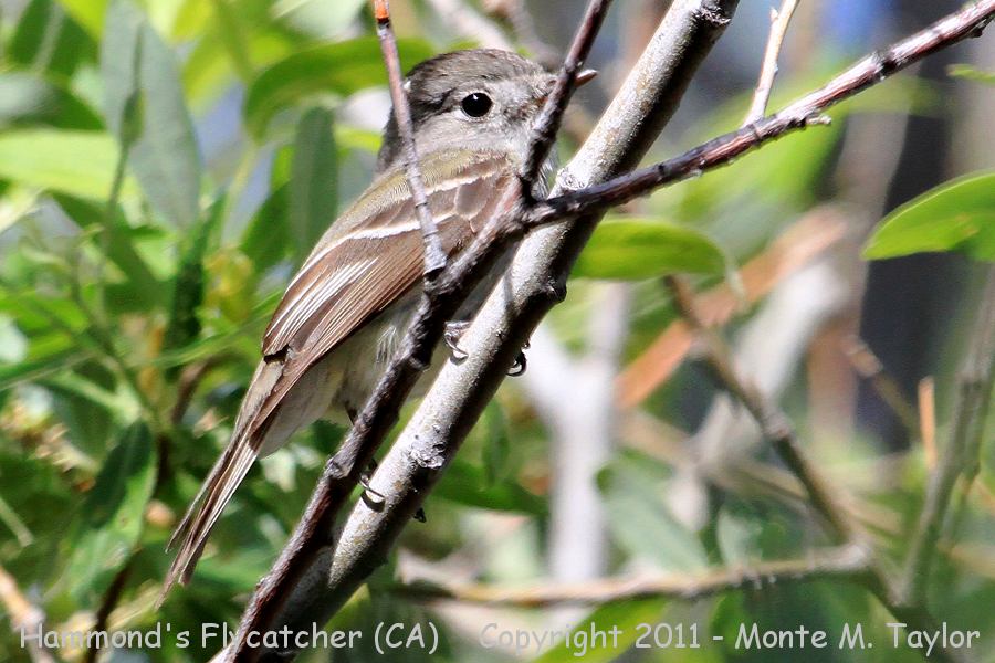 Hammond's Flycatcher
