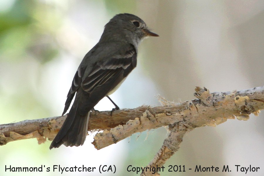 Hammond's Flycatcher