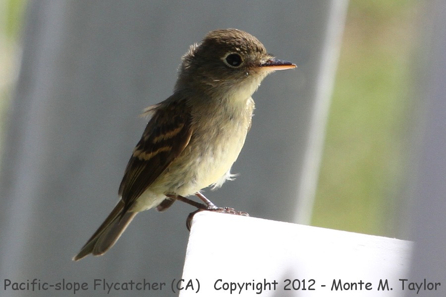 Pacific-slope Flycatcher