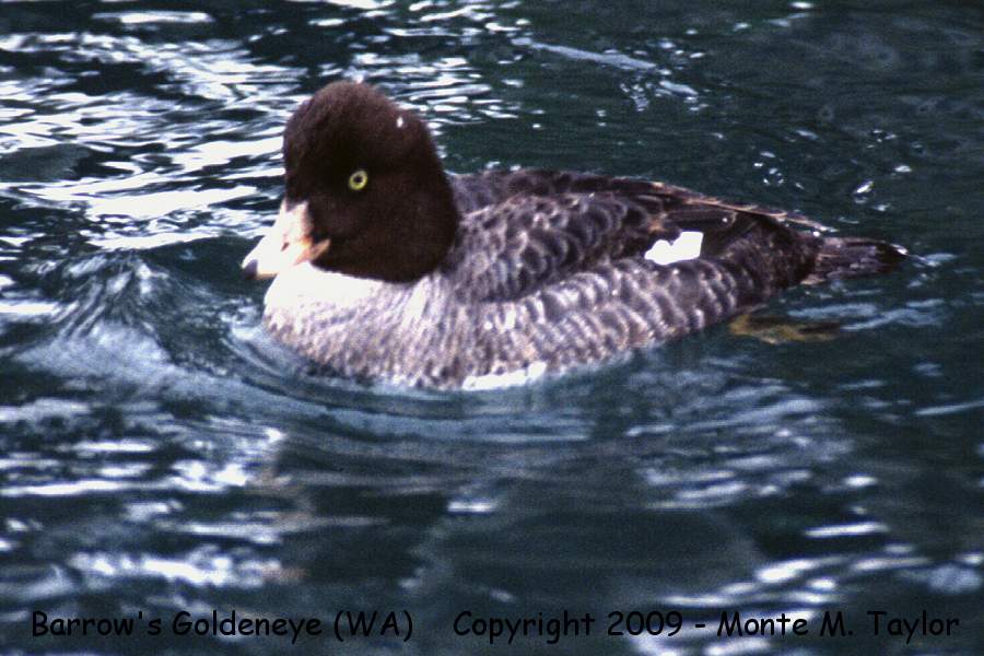 Barrow's Goldeneye