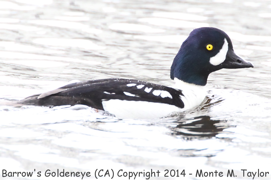Barrow's Goldeneye