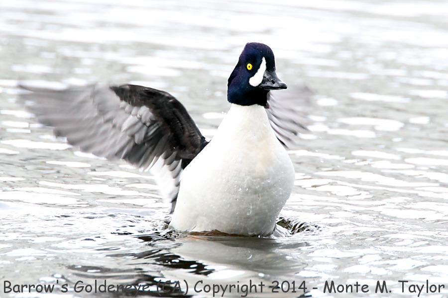 Barrow's Goldeneye