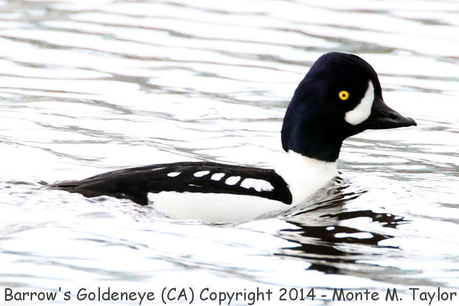 Barrow's Goldeneye