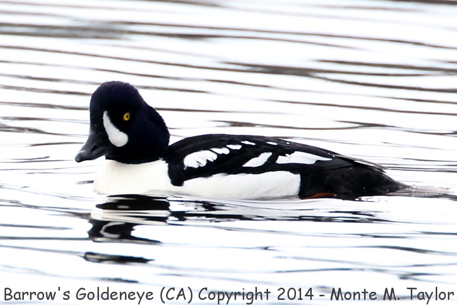 Barrow's Goldeneye
