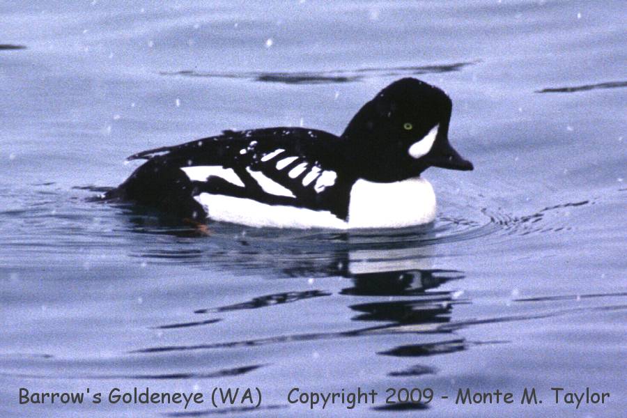 Barrow's Goldeneye