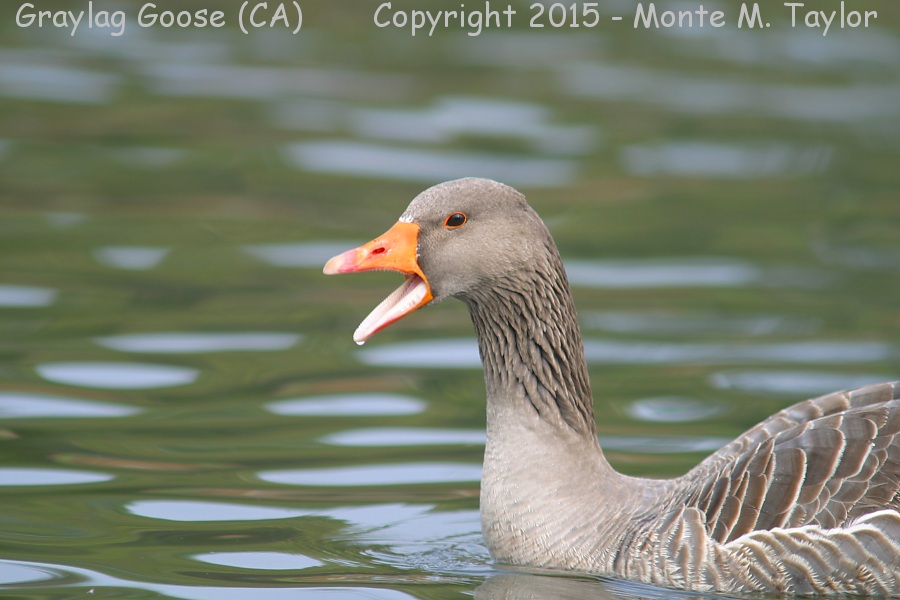 Greylag Goose