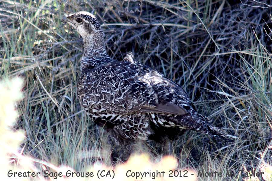 Greater Sage Grouse