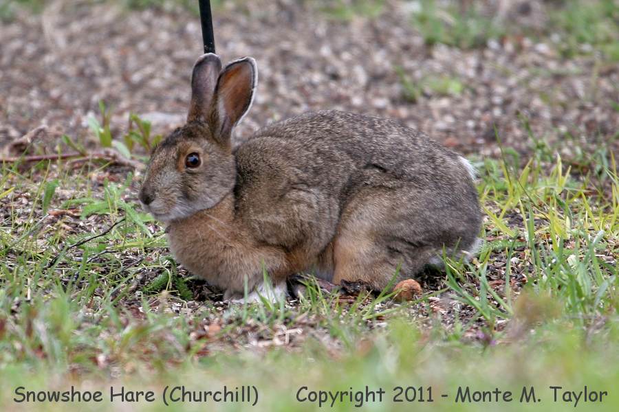 Arctic Hare