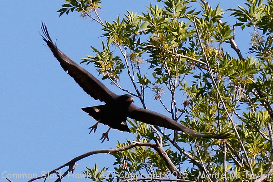 Common Black Hawk