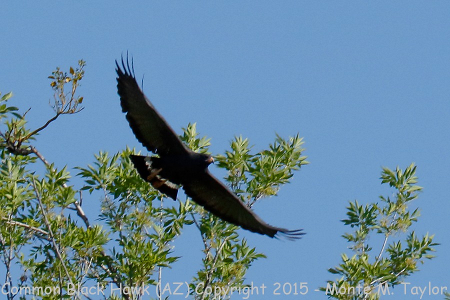 Common Black Hawk