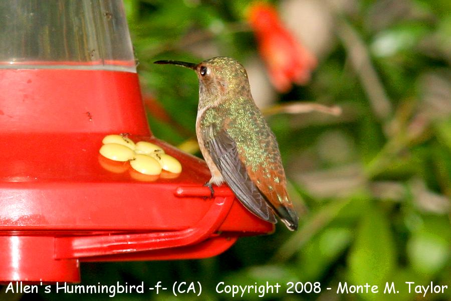 Allen's Hummingbird