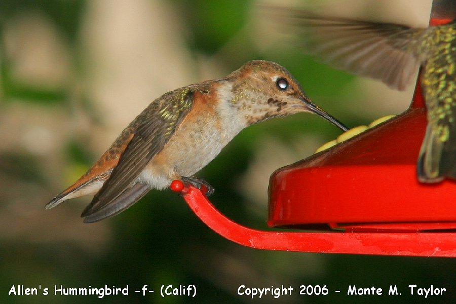 Allen's Hummingbird