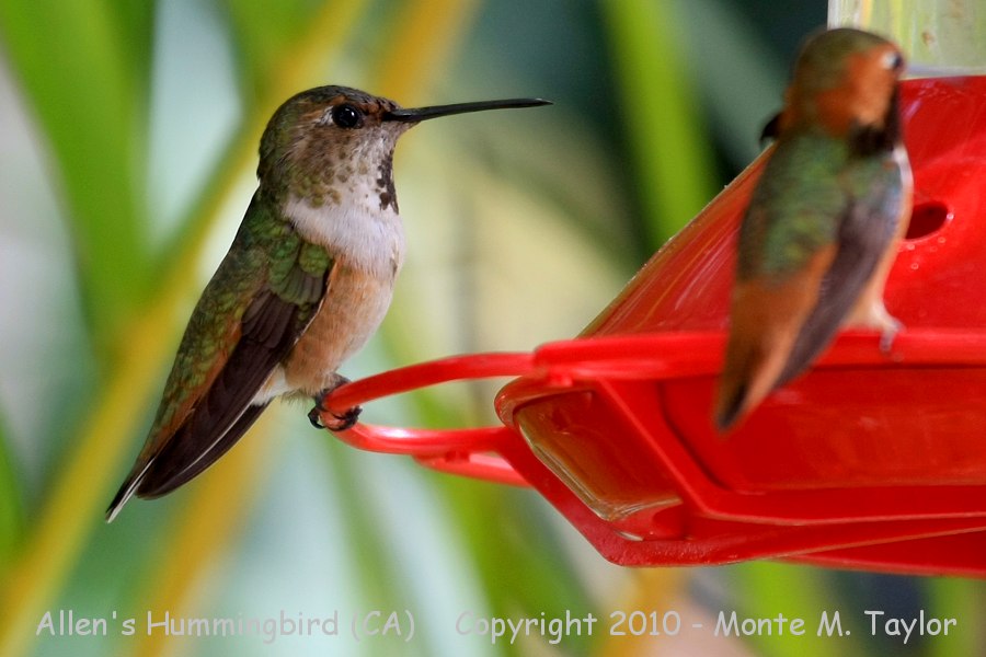 Allen's Hummingbird