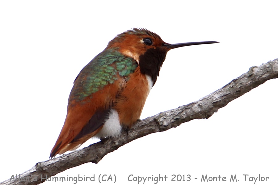 Allen's Hummingbird